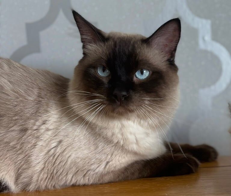 Ragdoll Kittens For Sale | Ragdoll Owners