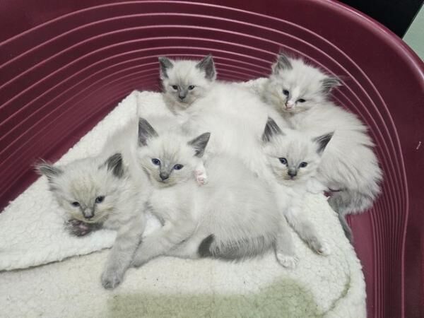 Ragdoll Kittens For Sale | Ragdoll Owners