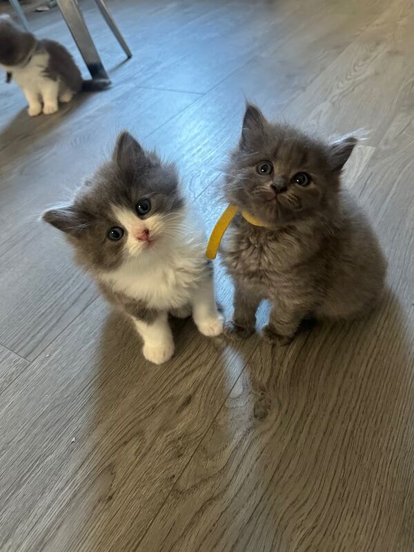 Buy and sell Ragdoll kittens and cats online | Ragdoll Owners