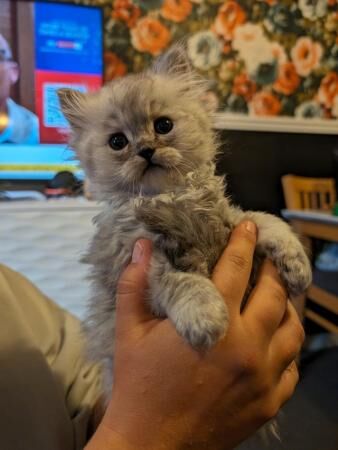 Ragdoll Kittens For Sale | Ragdoll Owners