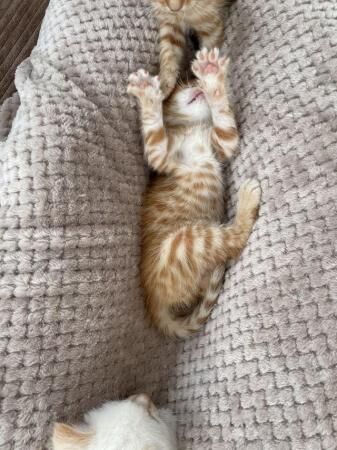 Buy and sell Ragdoll kittens and cats online | Ragdoll Owners