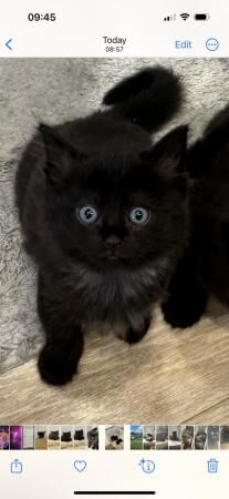 Ragdoll Kittens For Sale | Ragdoll Owners