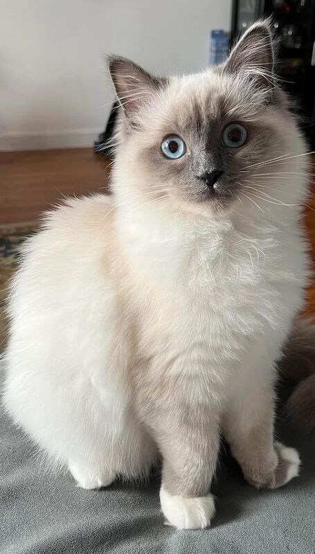 Ragdoll Kittens For Sale In London | Ragdoll Owners