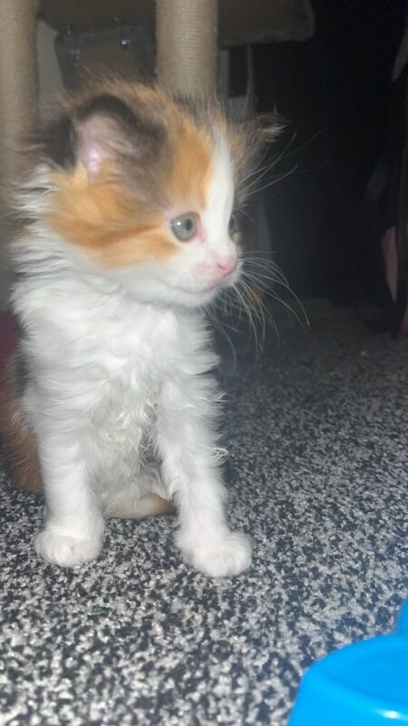 Ragdoll Kittens For Sale In Scotland | Ragdoll Owners