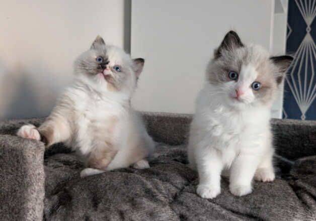 Blue Ragdoll Kittens For Sale In Brindley Cheshire Ragdoll Owners