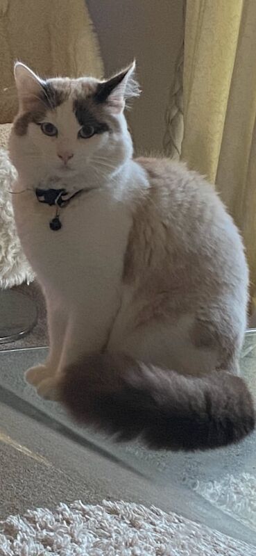 Ragdoll Kittens For Sale | Ragdoll Owners