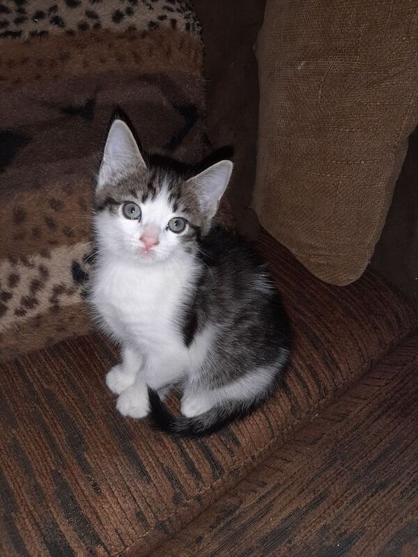 Ragdoll Kittens For Sale | Ragdoll Owners