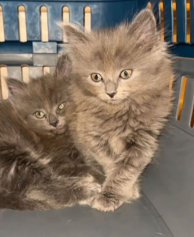 Ragdoll Kittens For Sale In London | Ragdoll Owners