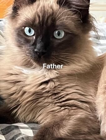 Ragdoll Kittens For Sale | Ragdoll Owners