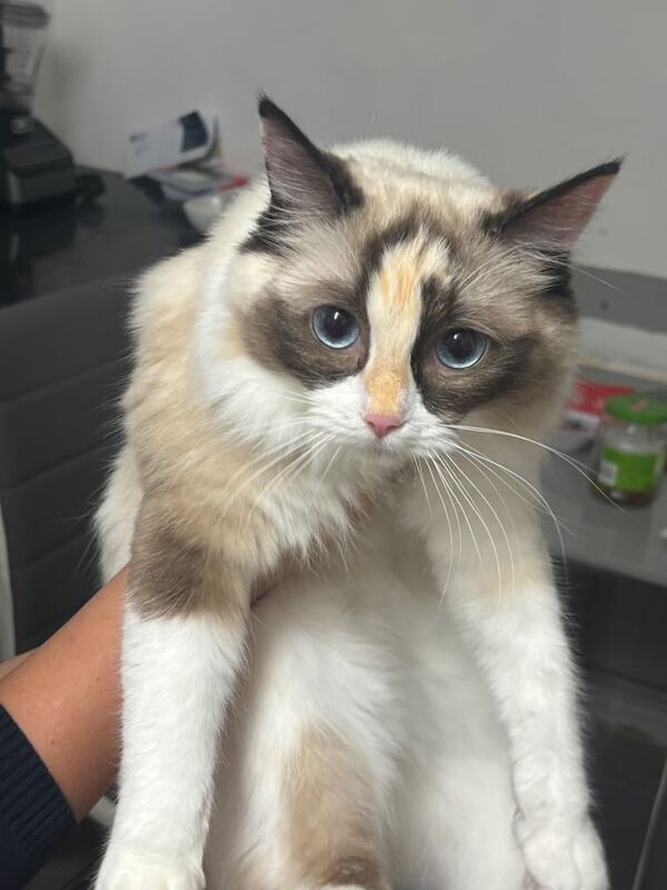 Ragdoll Kittens For Sale In Scotland | Ragdoll Owners