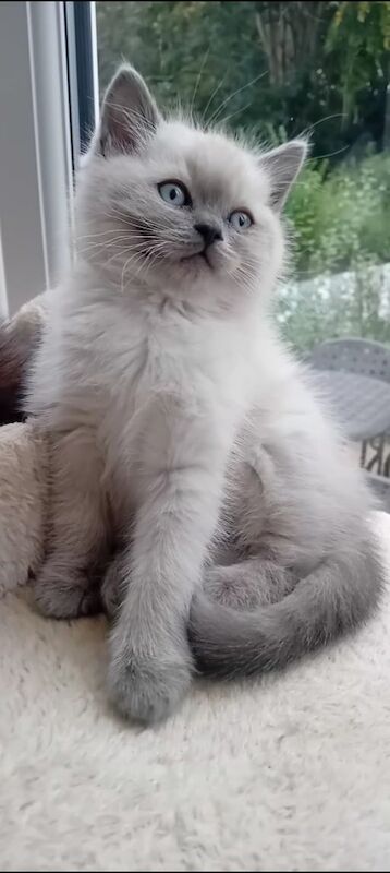 Ragdoll Kittens For Sale From Private Sellers In Pontypool / Pont-y-pŵl ...