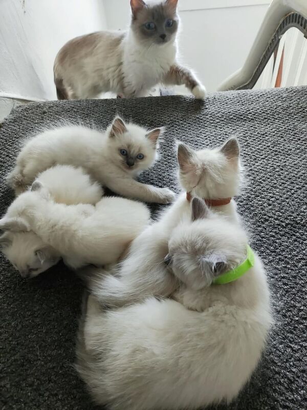 Ragdoll Kittens For Sale In Scotland | Ragdoll Owners