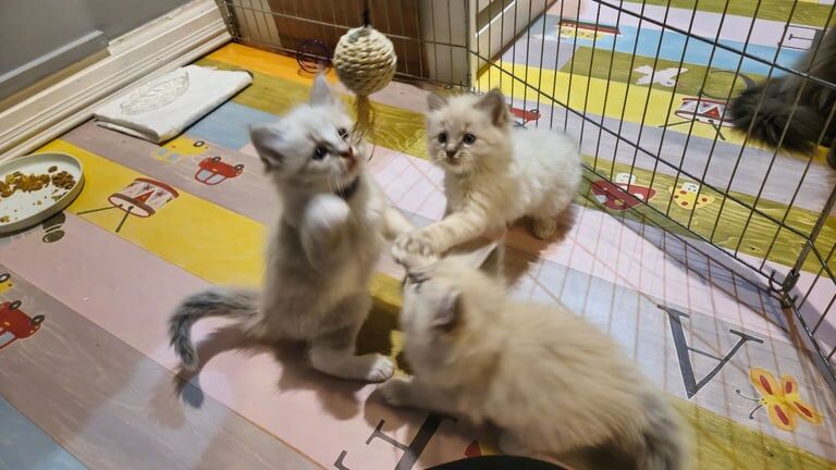 Ragdoll Kittens For Sale | Ragdoll Owners