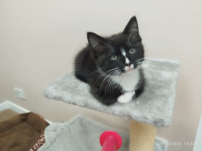 Buy and sell Ragdoll kittens and cats online | Ragdoll Owners