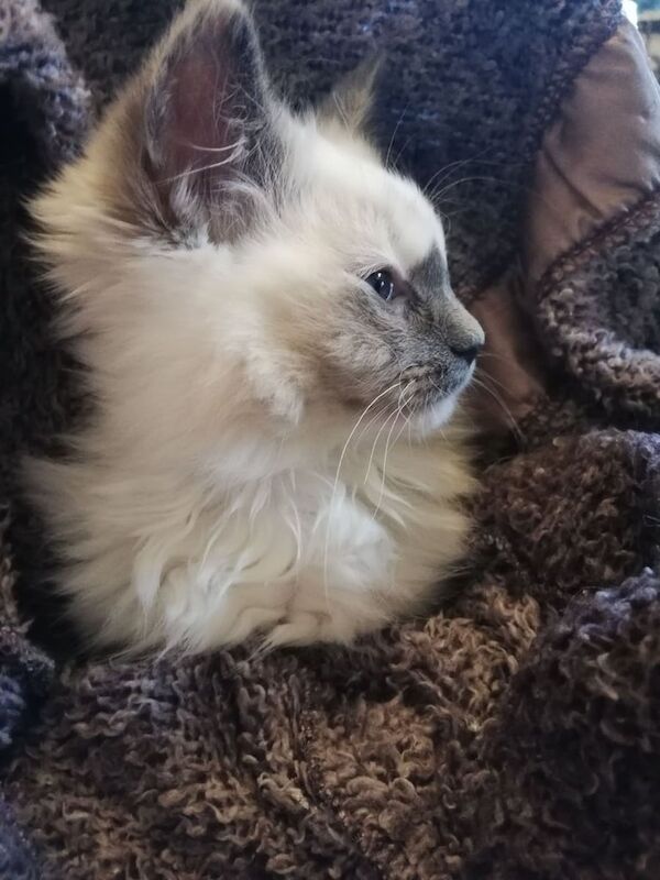 Ragdoll Kittens For Sale | Ragdoll Owners
