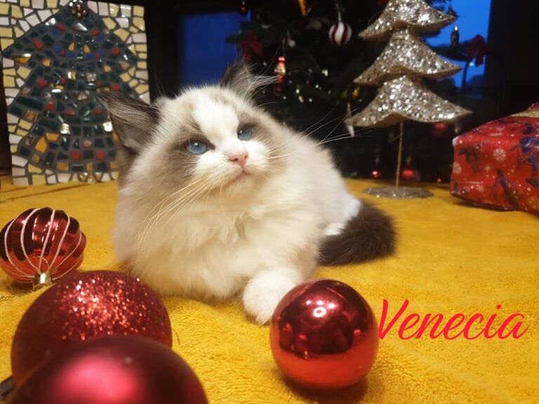 Ragdoll Kittens For Sale In Scotland | Ragdoll Owners