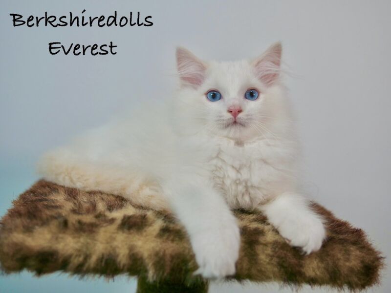 Ragdoll Kittens For Sale From Ragdoll Breeders | Ragdoll Owners